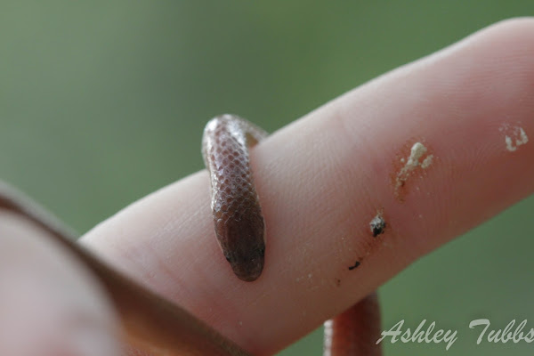 Flathead Snake | Project Noah