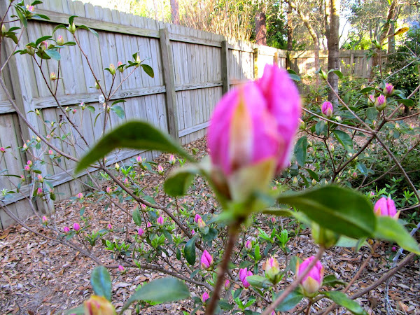 Azalea | Project Noah