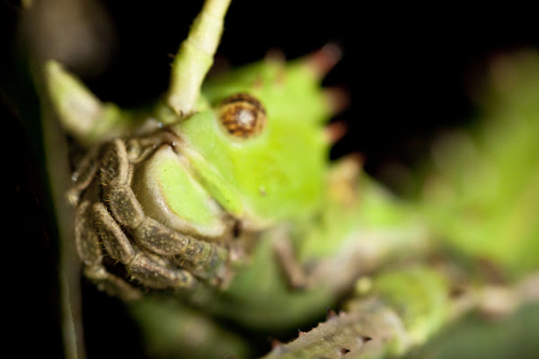 Green Nymph | Project Noah