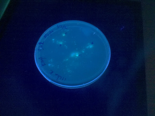 Fluorescent Pseudomonads | Project Noah
