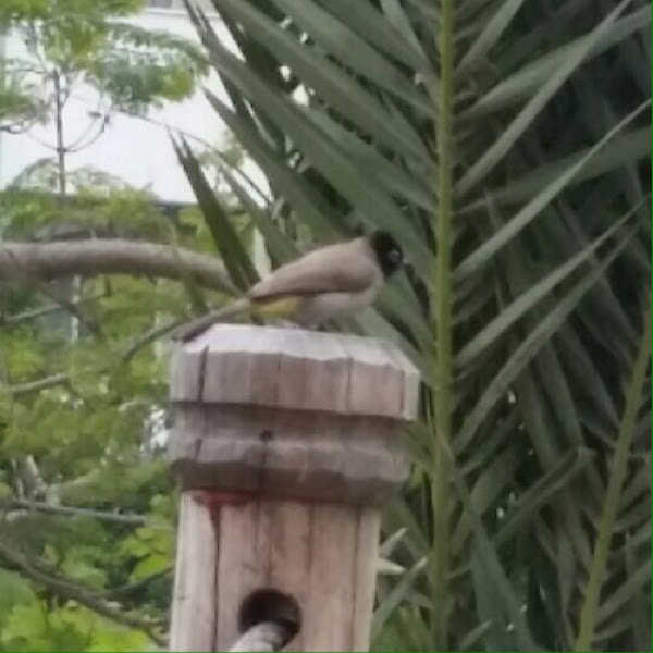 White-spectacled Bulbul | Project Noah