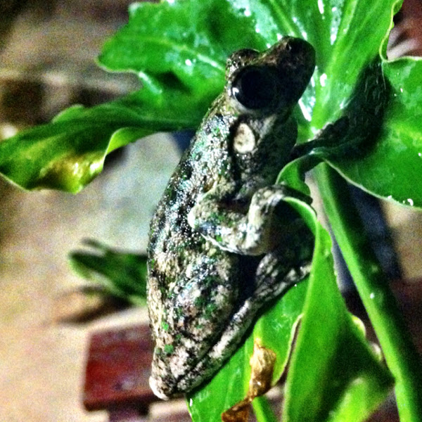Perons tree frog? | Project Noah