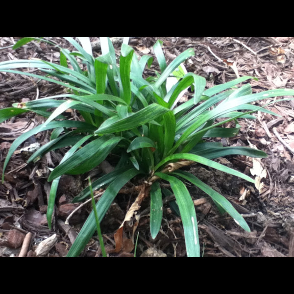 Lily turf | Project Noah