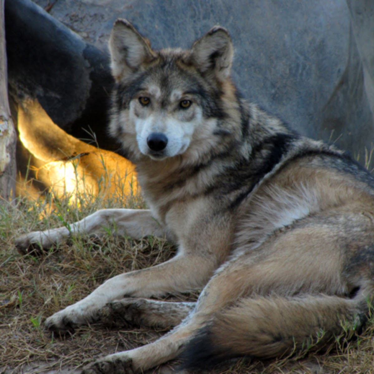Lobo mexicano | Project Noah