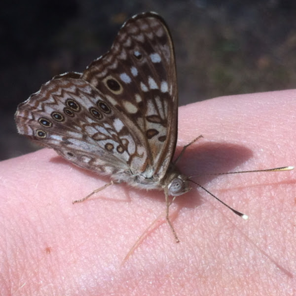 Hackberry Emperor | Project Noah