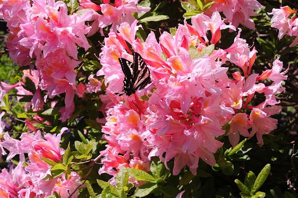 Irene Koster azalea | Project Noah