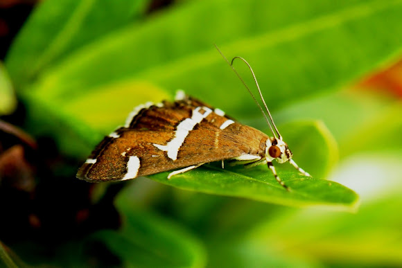 Hawaiian Beet Webworm Moth | Project Noah