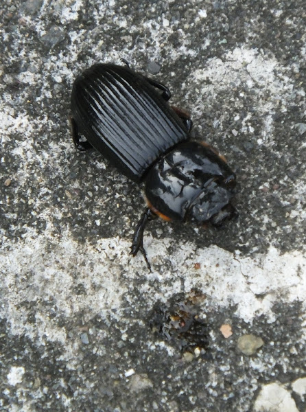 Bess Beetle | Project Noah