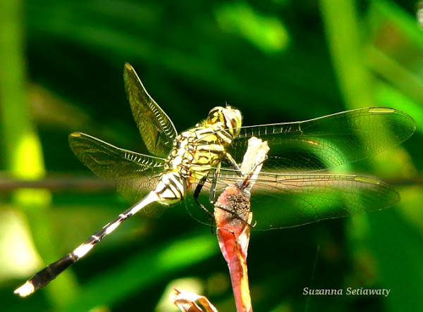 Green Marsh Hawk | Project Noah