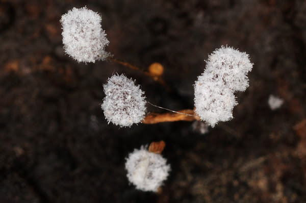 Comatricha nigra | Project Noah