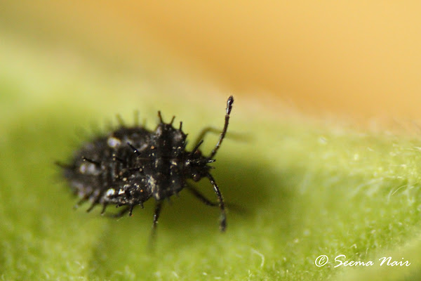 Lace bug (nymph) | Project Noah