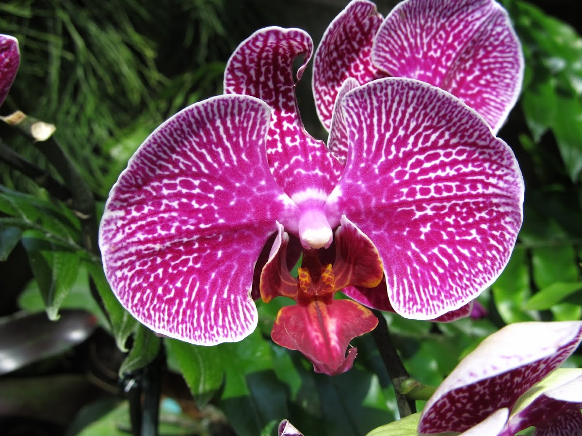 Moth Orchid | Project Noah