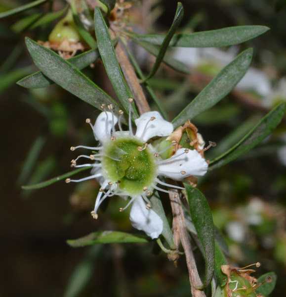 Heath Tea-tree | Project Noah