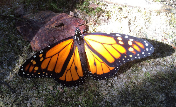 Monarch Butterfly Chrysalis | Project Noah