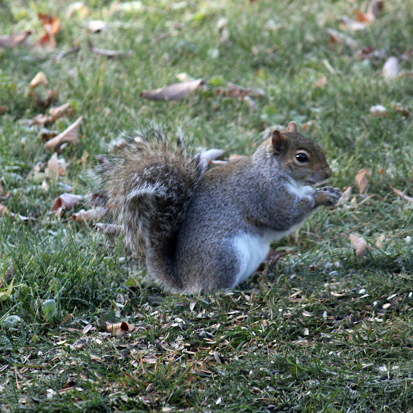 Eastern Gray Squirrel | Project Noah