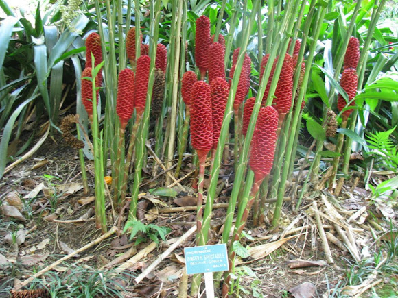 Beehive Ginger | Project Noah