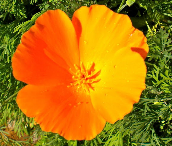 California State Poppy | Project Noah