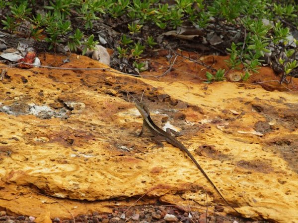 Tata Lizard | Project Noah