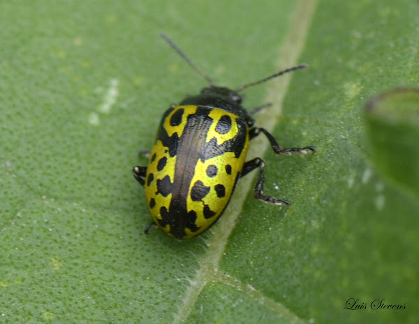 Calligraphy Beetle | Project Noah
