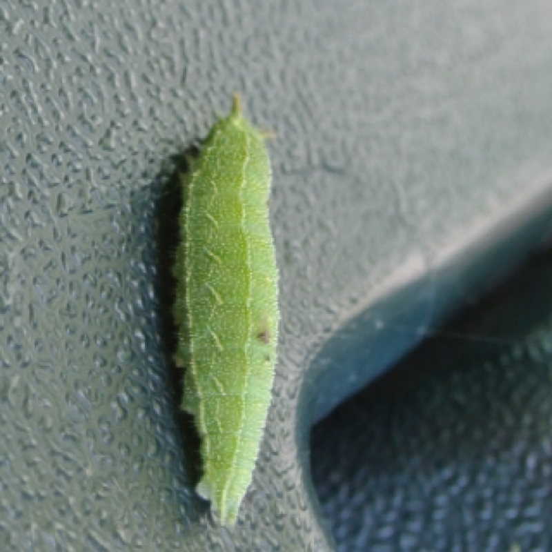 Hackberry Emperor Caterpillar | Project Noah