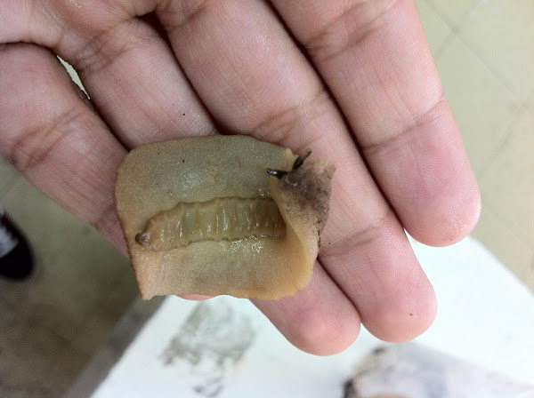 Babosa | Project Noah