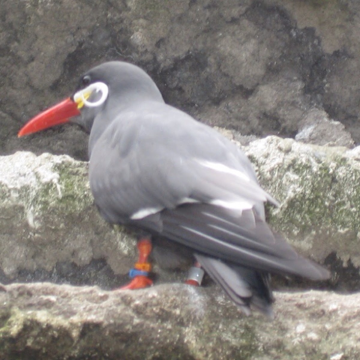 Inca Tern | Project Noah