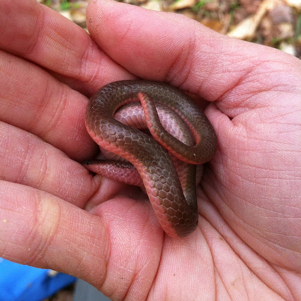 Eastern worm snake | Project Noah