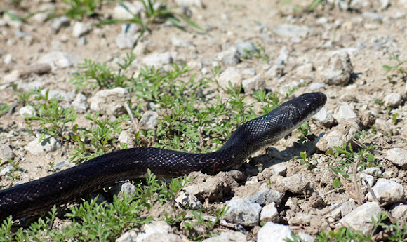 Texas Rat Snake (Black Rat) | Project Noah