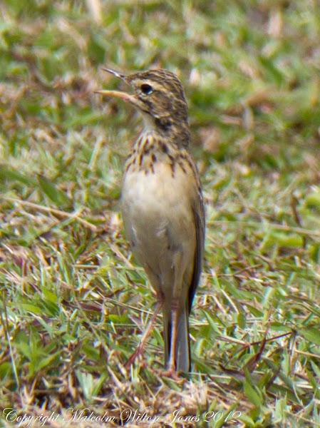 Richard's Pipit | Project Noah