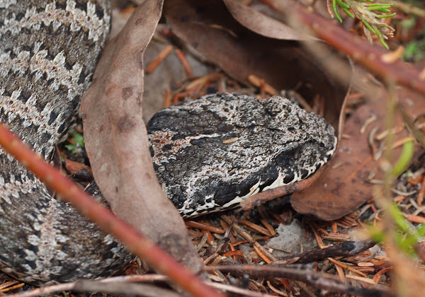 Common Death Adder | Project Noah