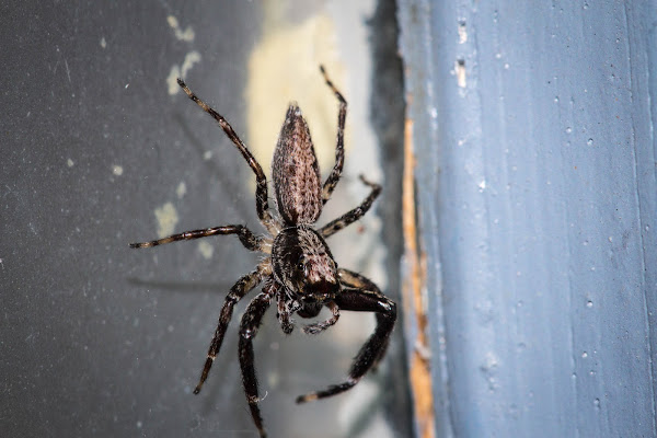 Garden Jumping Spider | Project Noah