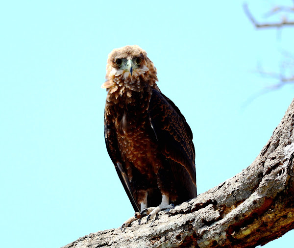 Bateleur | Project Noah
