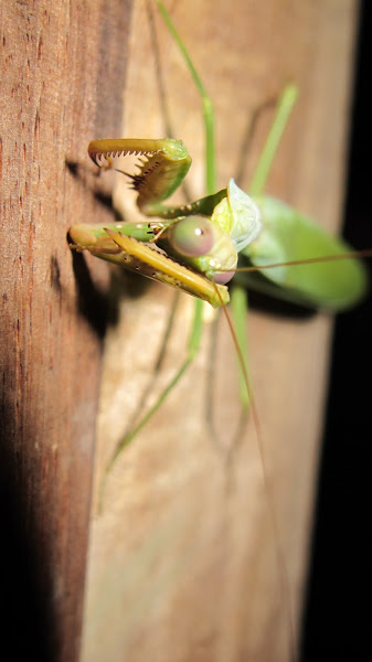 Giant asian mantis | Project Noah