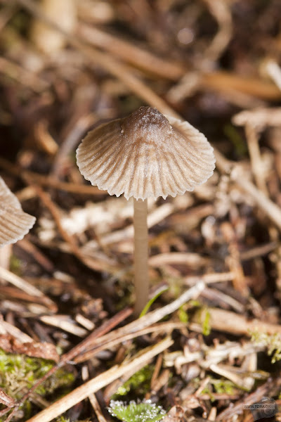 Mycena species | Project Noah