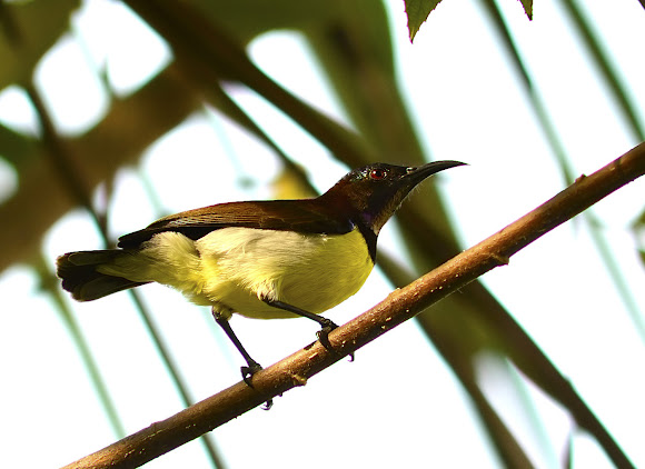 Purple-rumped Sunbird male | Project Noah