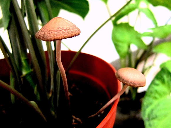 Banded Mottlegill | Project Noah