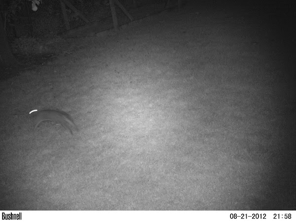 rabbit | Project Noah