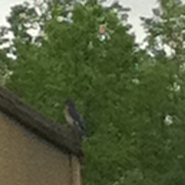 Blue bird | Project Noah