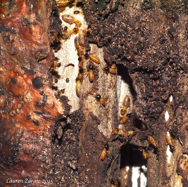 Nasute Termites | Project Noah