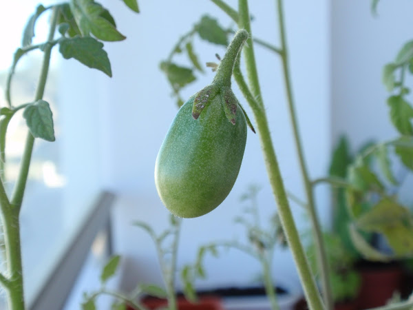 Tomato | Project Noah