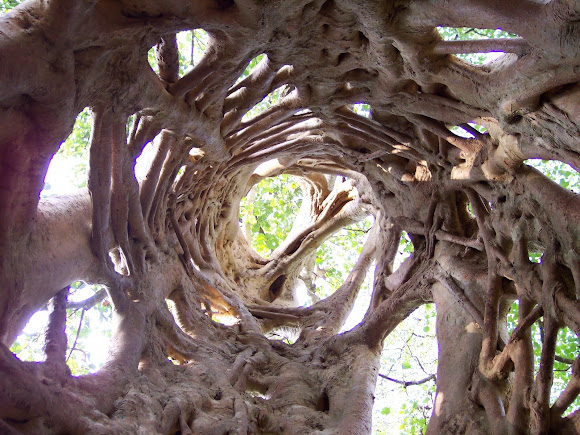 Strangler Fig | Project Noah