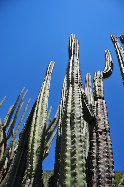 Pitayo (Pitaya Cactus) | Project Noah