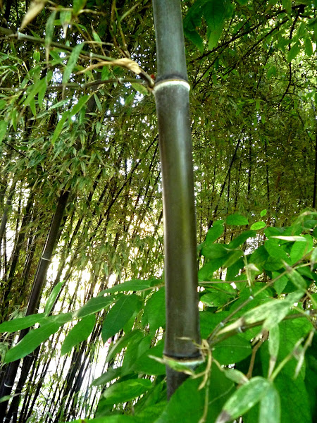 Bambú negro | Project Noah