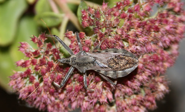 Wheel Bug | Project Noah