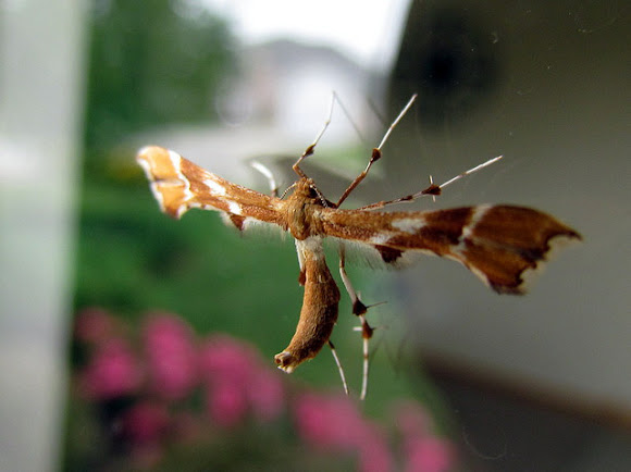 Rose Plume Moth | Project Noah