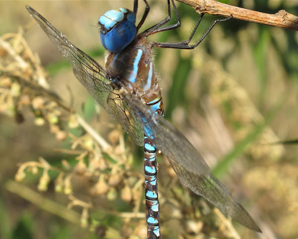 Blue-eyed Darner (male) | Project Noah