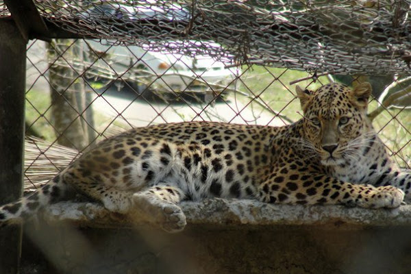 Leopard | Project Noah