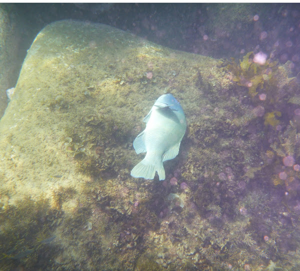 Eastern Blue Groper | Project Noah