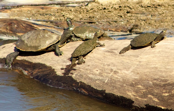 False Map Turtles | Project Noah