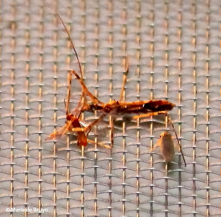 Assassin bug | Project Noah